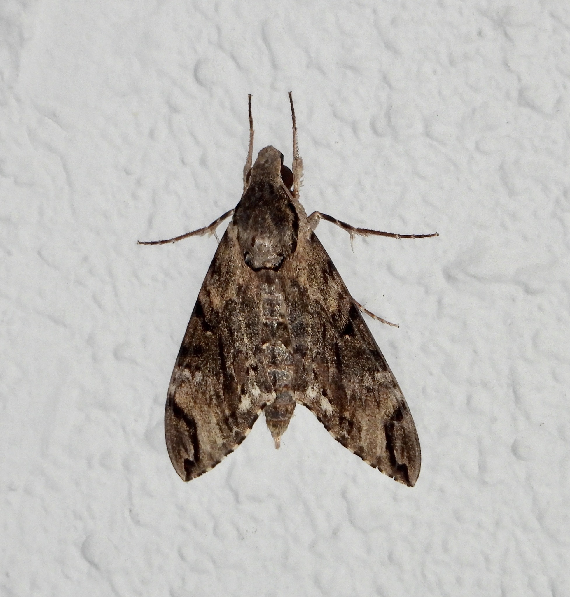 Psilogramma menephron Cramer, 1780