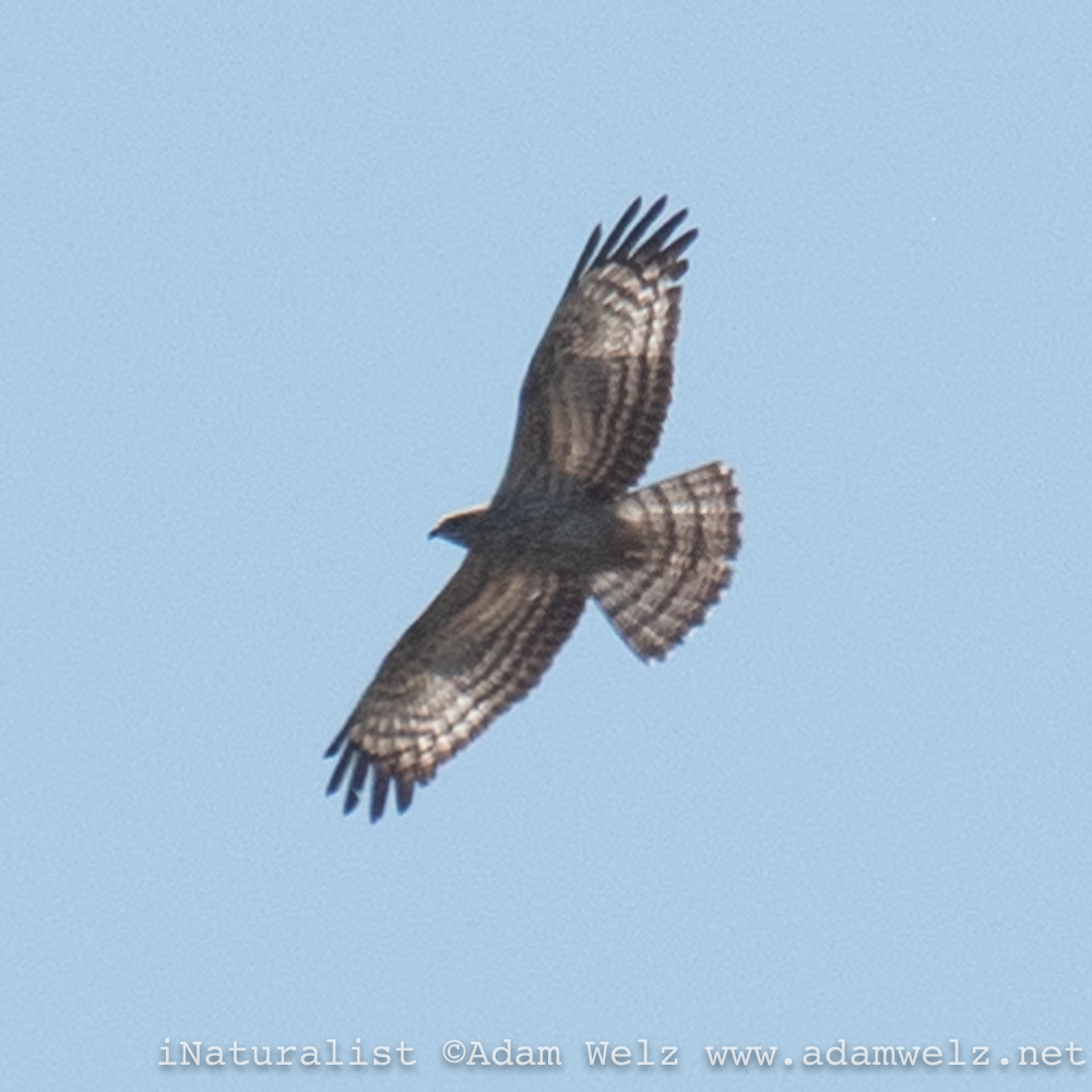 European Honey-buzzard from Grassy Park, Cape Town, 7941, South Africa ...