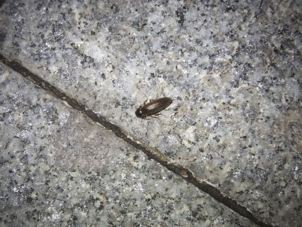 Pleonomus canaliculatus from Qingdao, CN-SD, CN on March 10, 2021 at 10 ...