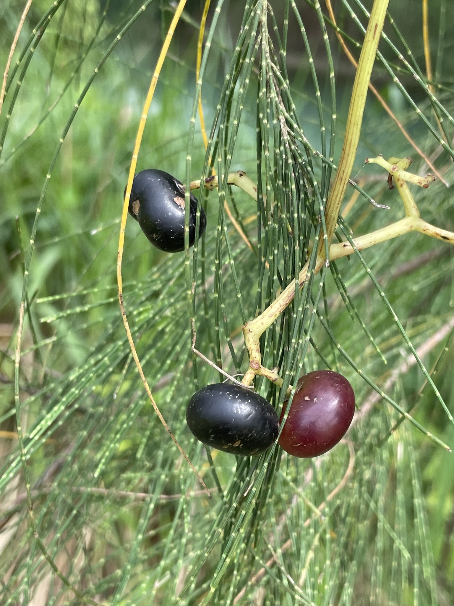Causonis trifolia (L.) Mabb. & J.Wen