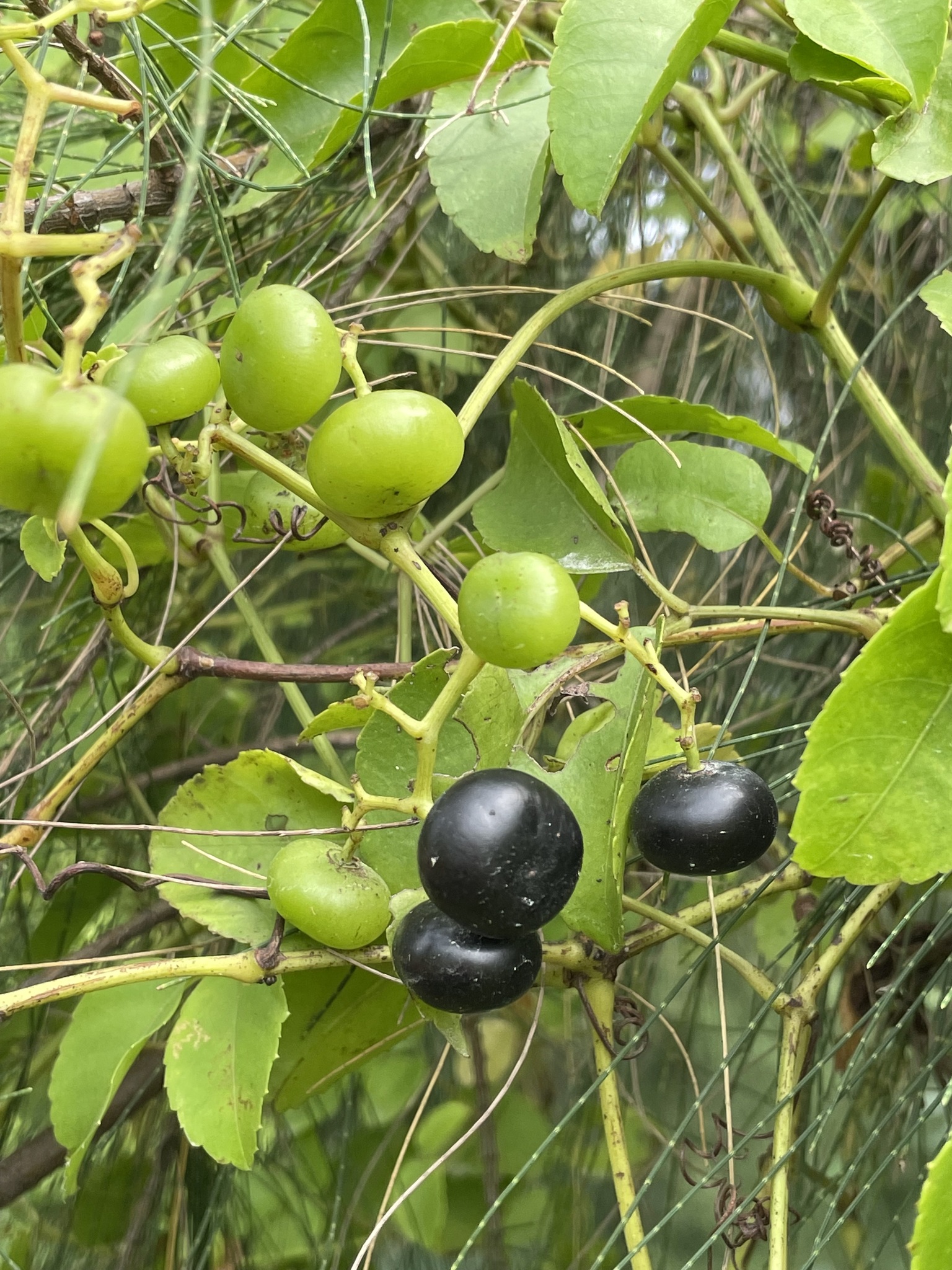 Causonis trifolia (L.) Mabb. & J.Wen