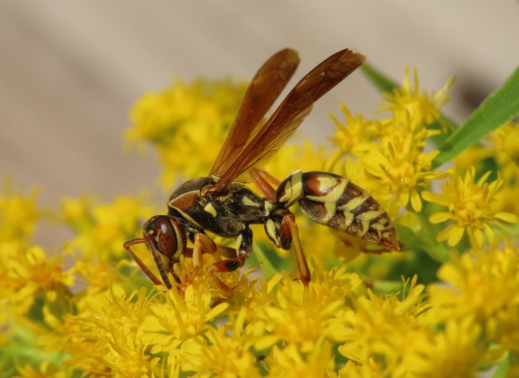 Golden Paper Wasp from Westwood Hills, St Louis Park, MN 55426, USA on ...