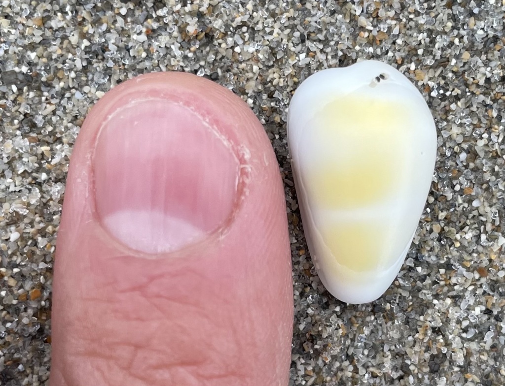 Prunum carneum from Straits of Florida, Hallandale Beach, FL, US on ...