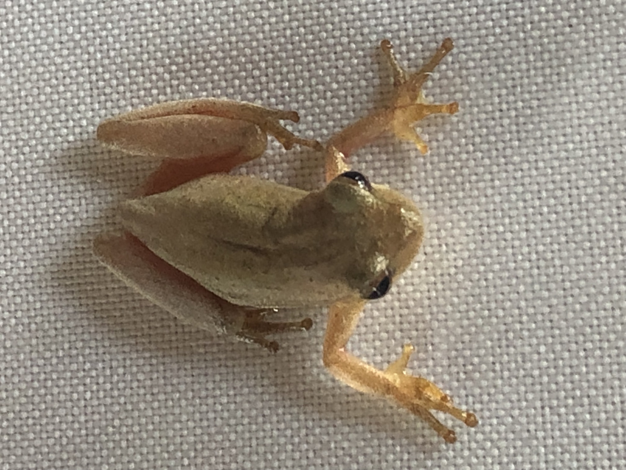Dendropsophus minutus (Peters, 1872)