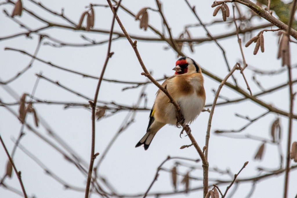 European Goldfinch from 95560 Baillet-en-France, France on January 22 ...