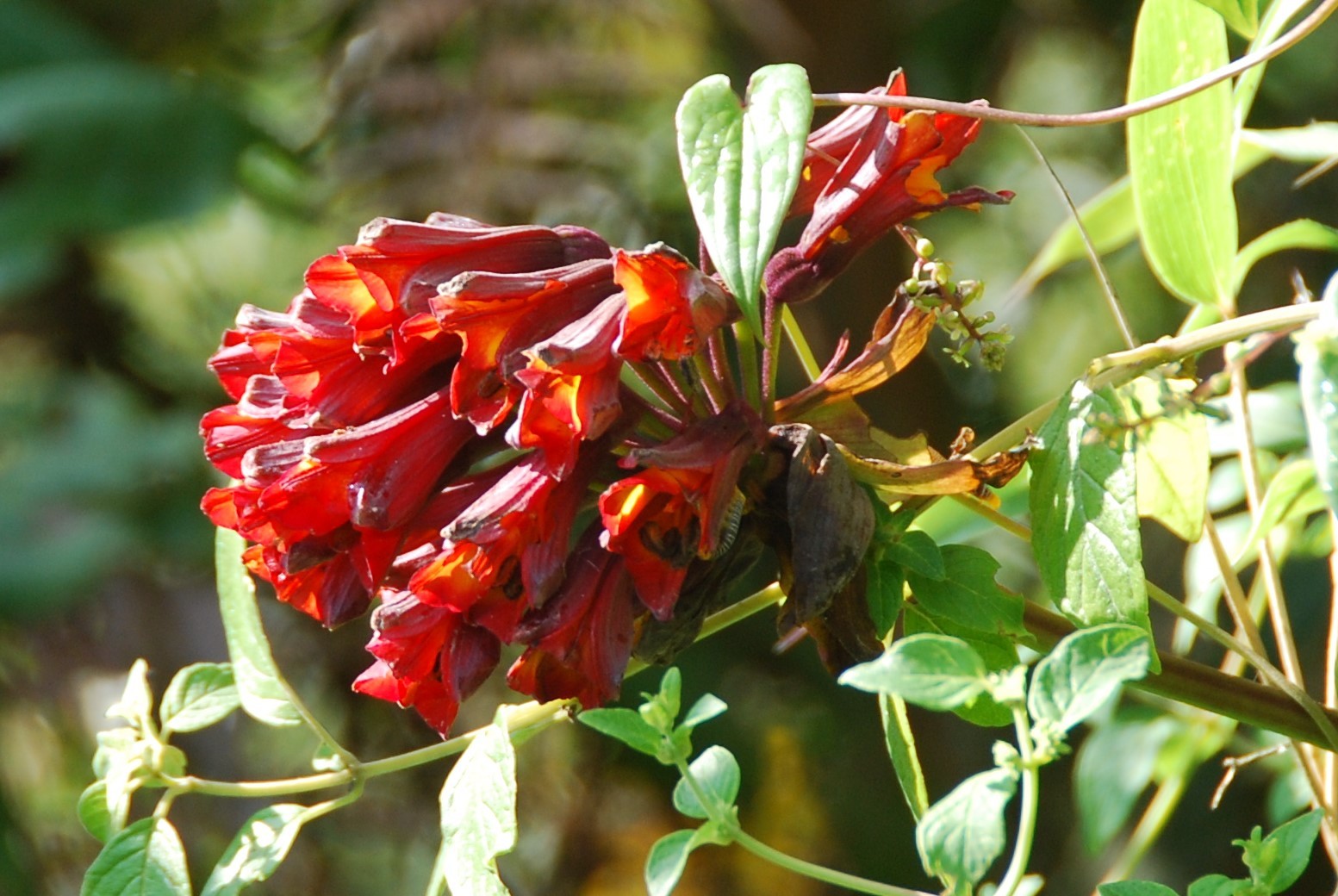 Bomarea formosissima (Ruiz & Pav.) Herb.