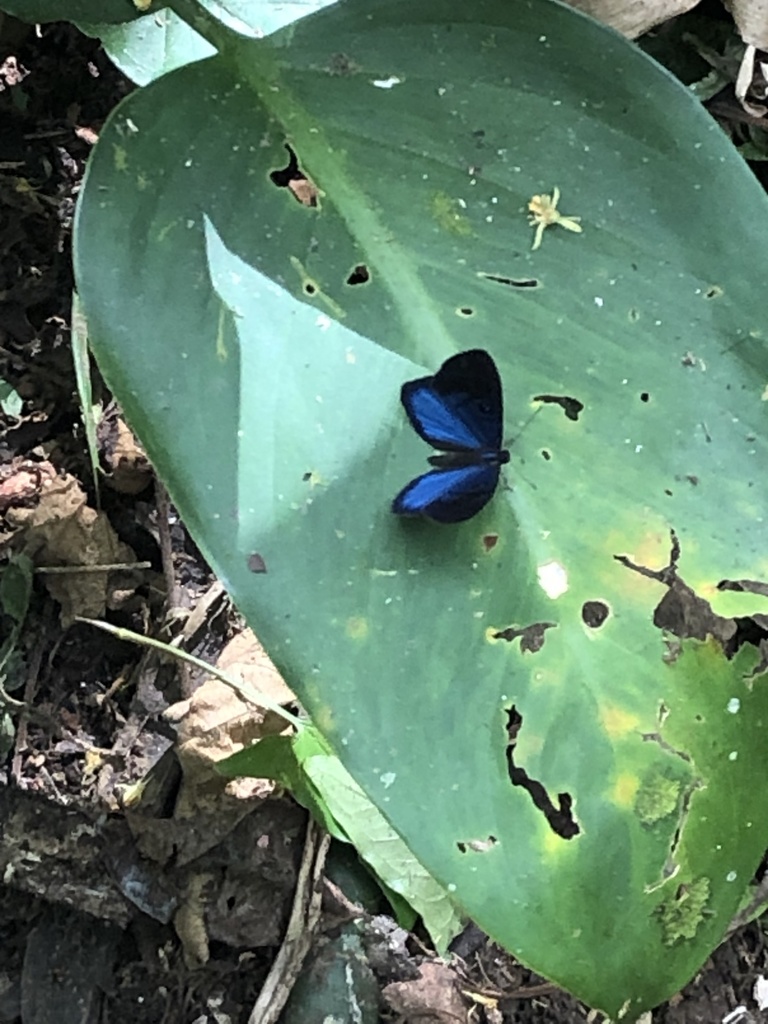 Deep-Blue Eyed-Metalmark from San Ramon, Alajuela, CR on January 22 ...