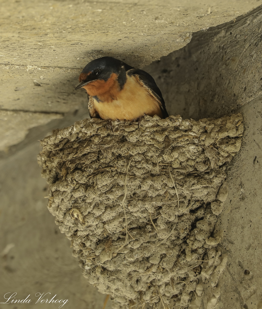 Barn Swallow from Port Lands, Toronto, ON, Canada on May 01, 2021 at 11 ...