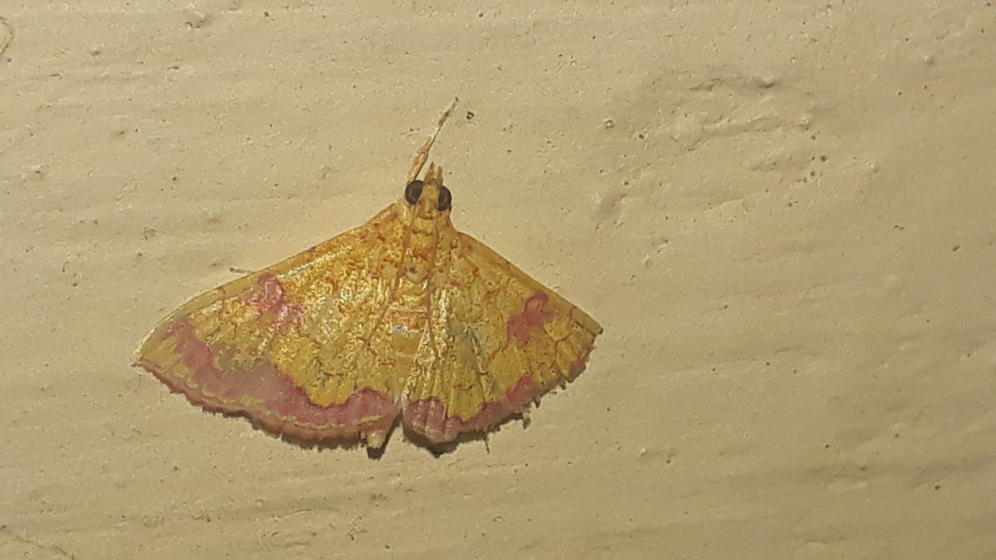 Isocentris filalis Guenée, 1854