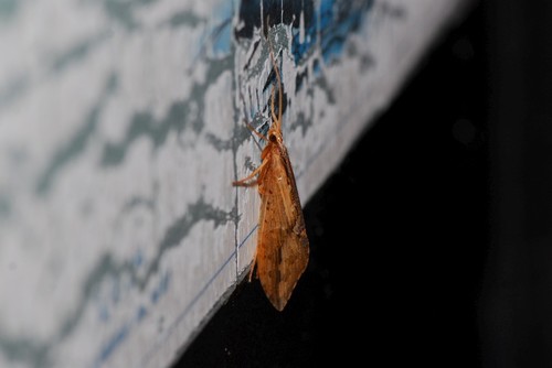 Himalopsyche lua · iNaturalist