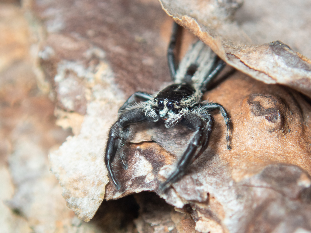 Holoplatys digitatus from Tai Tam, Hong Kong on June 30, 2021 at 12:59 ...