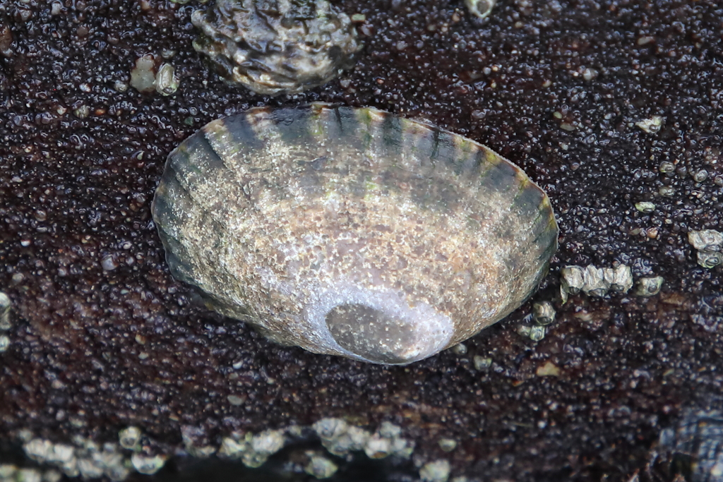 Shield Limpet from Fort Ross State Historic Park on January 16, 2022 at ...