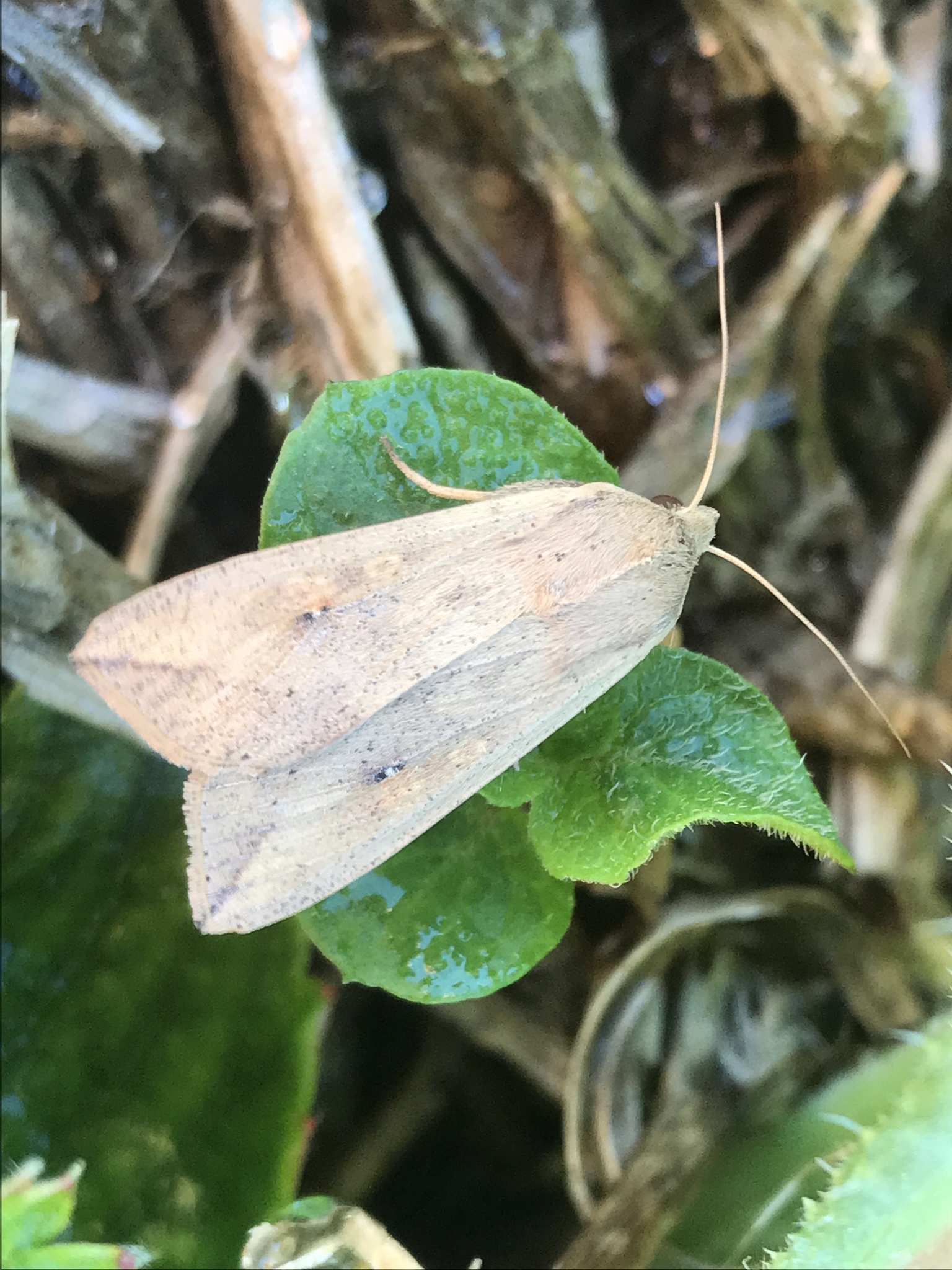 Mythimna separata (Walker, 1865)