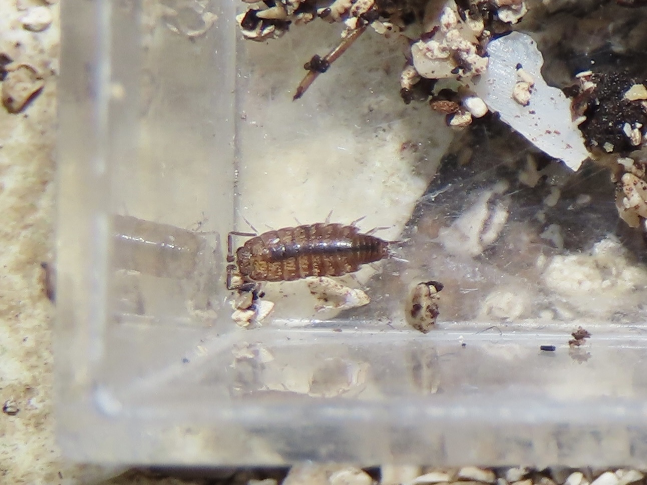 Littorophiloscia culebrae (Moore, 1901)