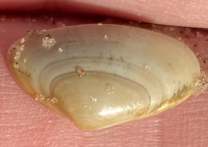 Banded Wedge Shell from Inner Sound, Bamburgh, England, GB on January ...