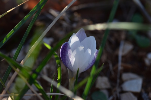 Subespecies Crocus biflorus weldenii · iNaturalist Mexico