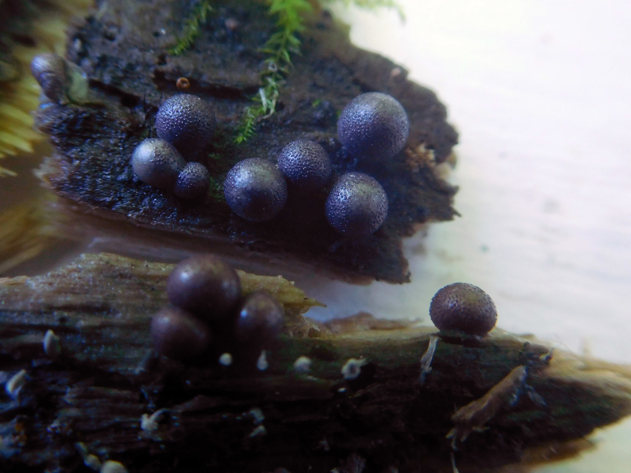 Lycogala exiguum Morgan, 1893