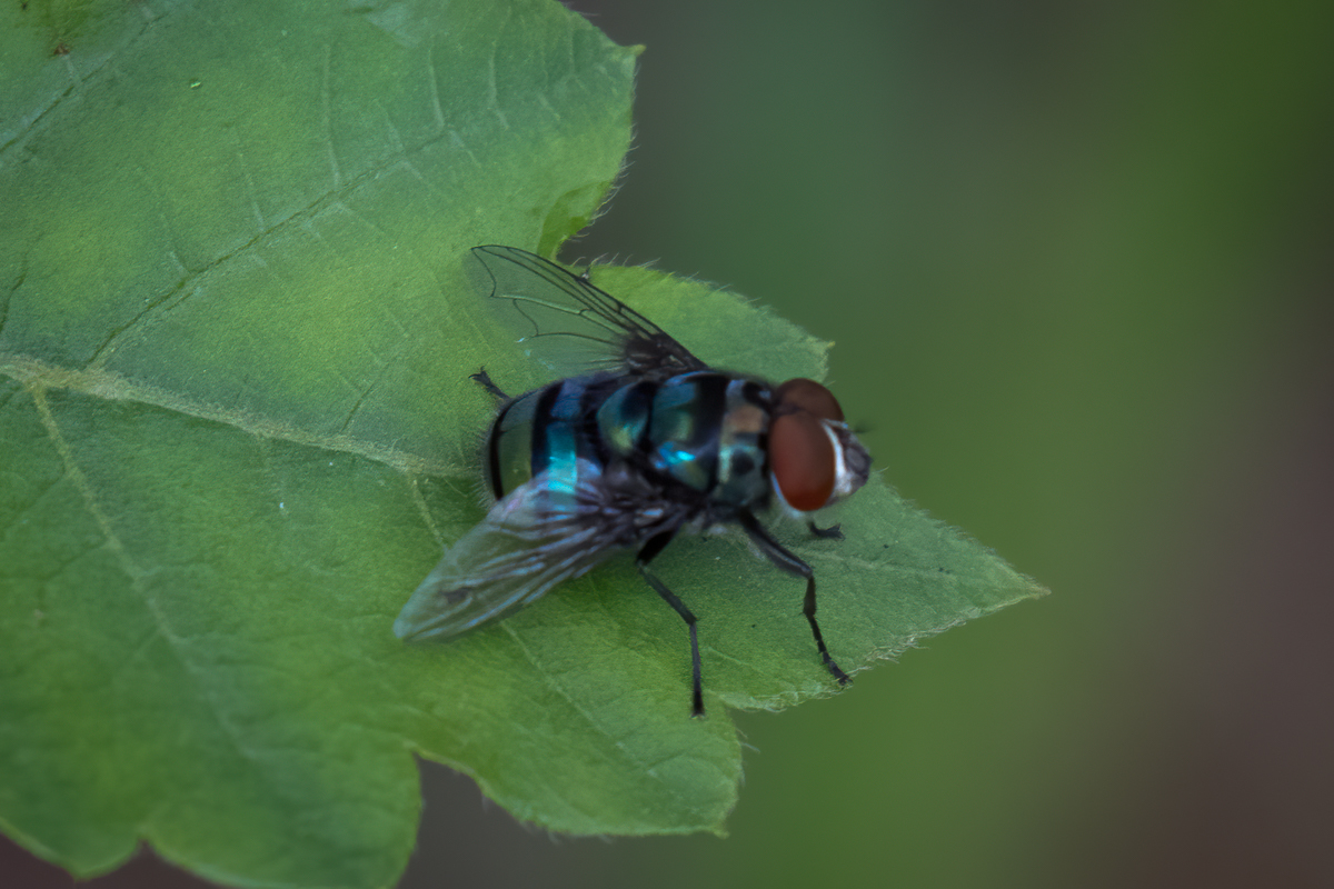 Chrysomya chloropyga (Wiedemann, 1818)