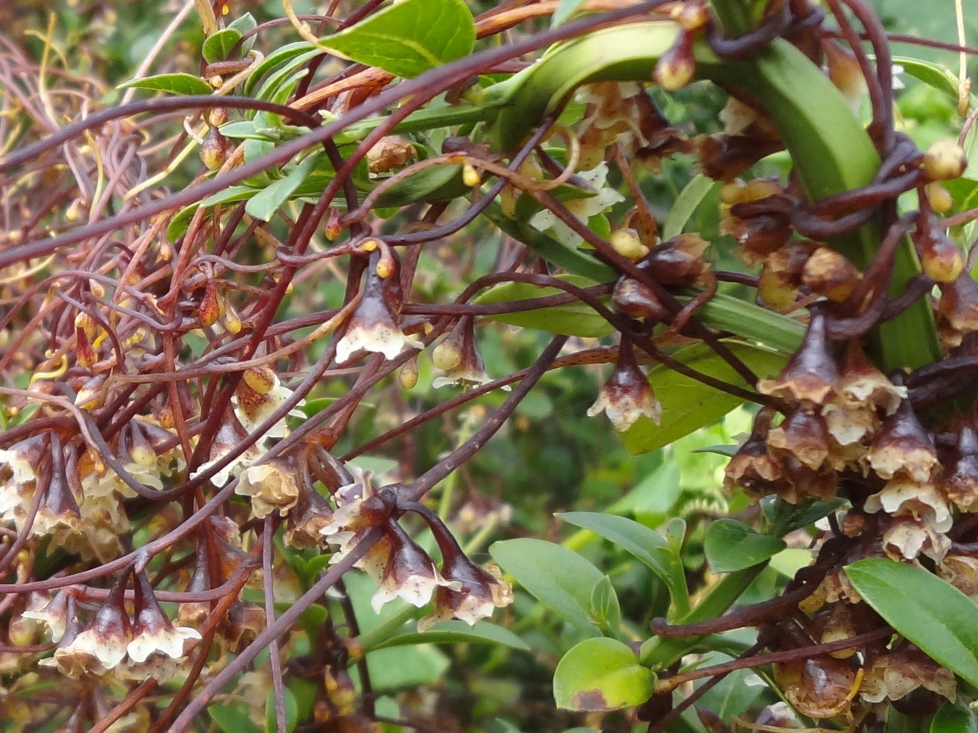 Cuscuta grandiflora Kunth