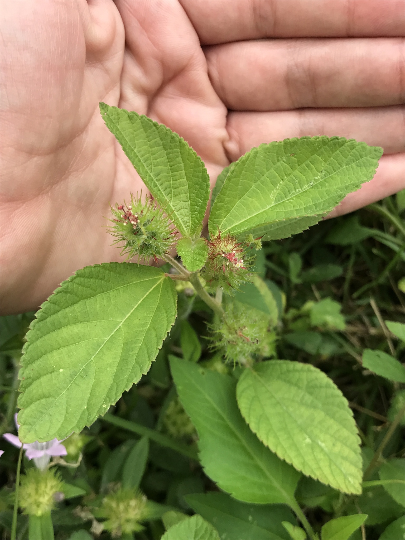 Acalypha arvensis Poepp.