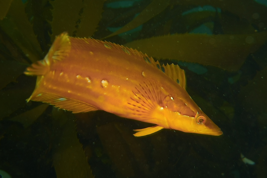 Giant Kelpfish (Heterostichus rostratus) - Marine Life Identification