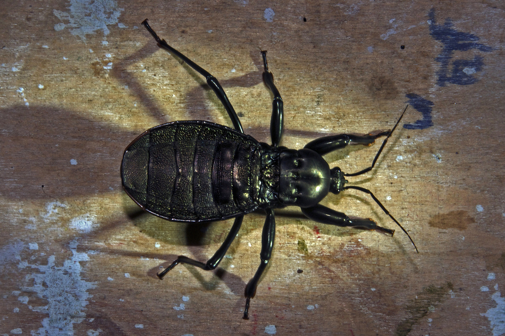 Haematorrhophus from Makunda Christian Hospital, Karimganj District ...