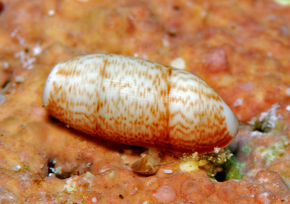 Mnestia H.Adams & A.Adams, 1854