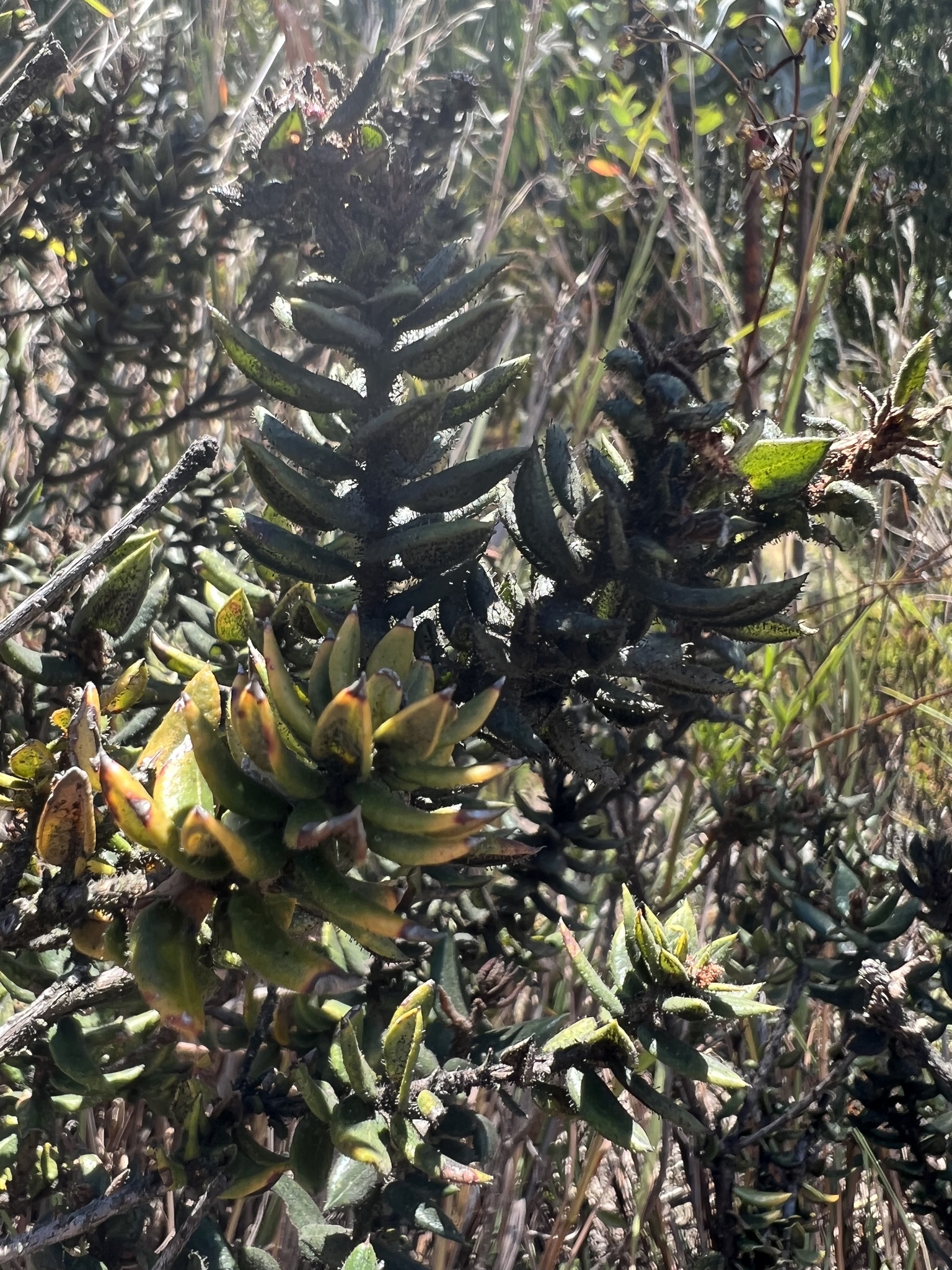 Bejaria resinosa Mutis ex L.fil.