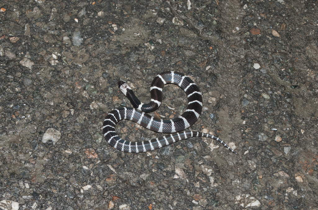 Many-banded Krait from 台灣花蓮縣 on July 18, 2015 at 08:24 PM by Liu ...