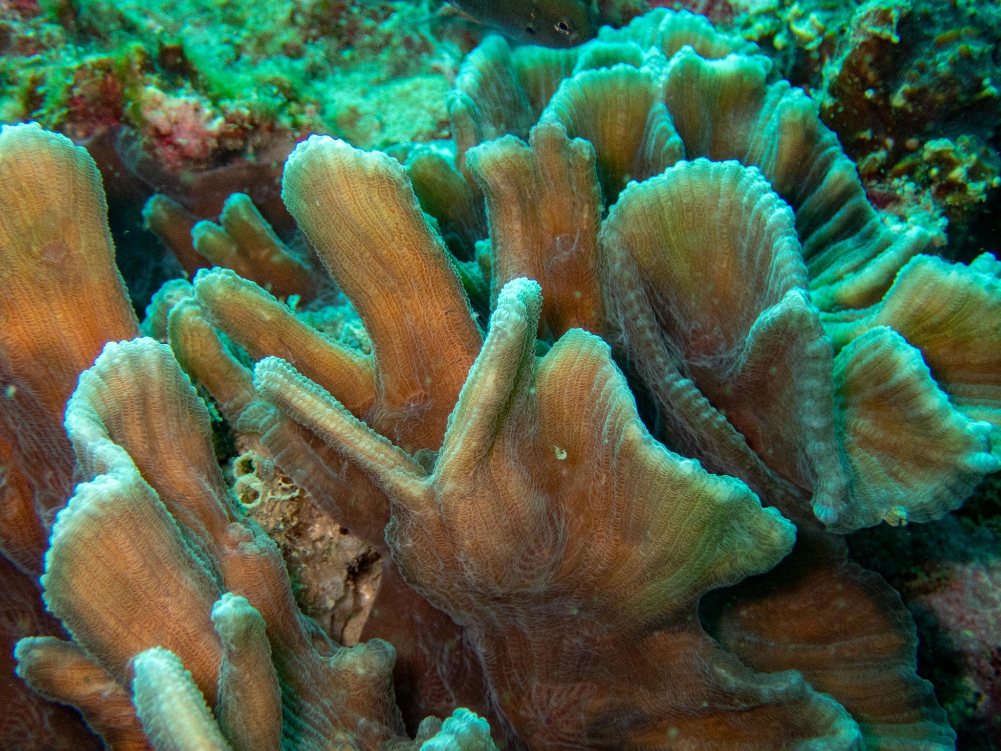 Pectinia lactuca (Pallas, 1766)