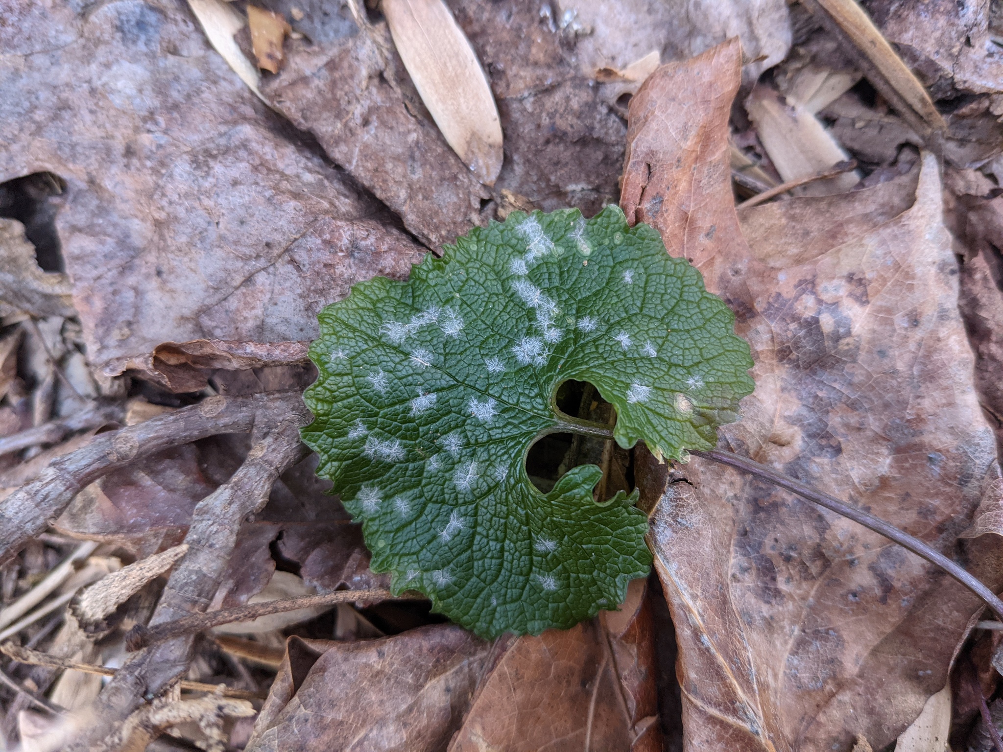 Erysiphe cruciferarum Opiz ex L.Junell