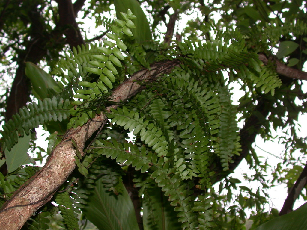 Arthropteris palisotii from 台灣新北市 on November 2, 2003 at 10:37 AM by ...