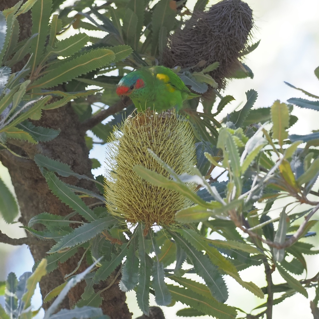 Musk Lorikeet from Marlo VIC 3888, Australia on January 21, 2022 at 11: ...