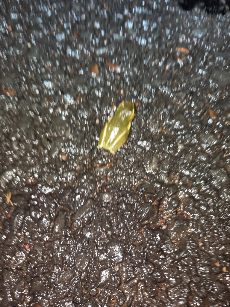 Dainty Green Tree Frog in January 2022 by Ryan Harvey. Found active on ...