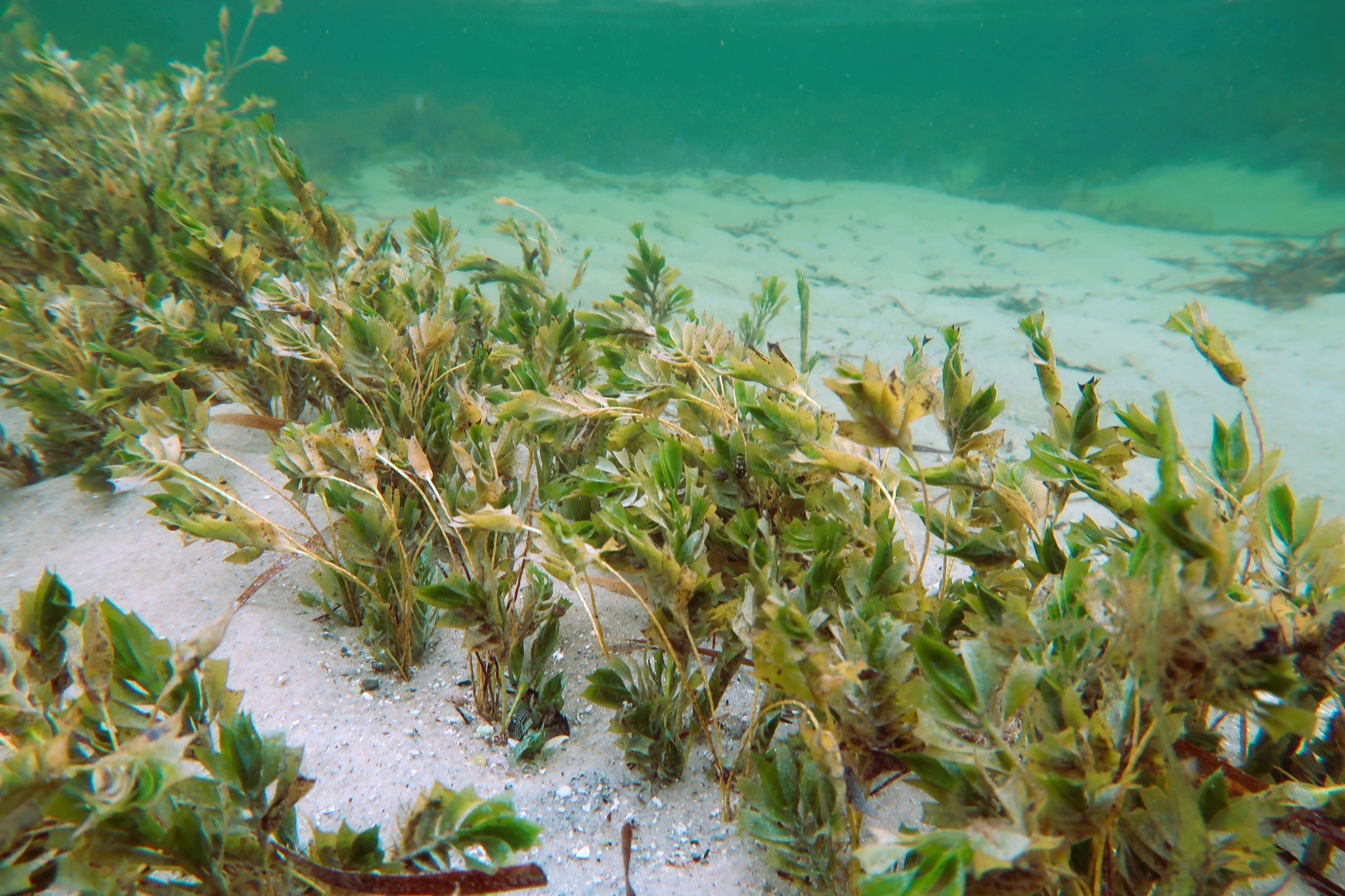 Amphibolis antarctica (Labill.) Asch.