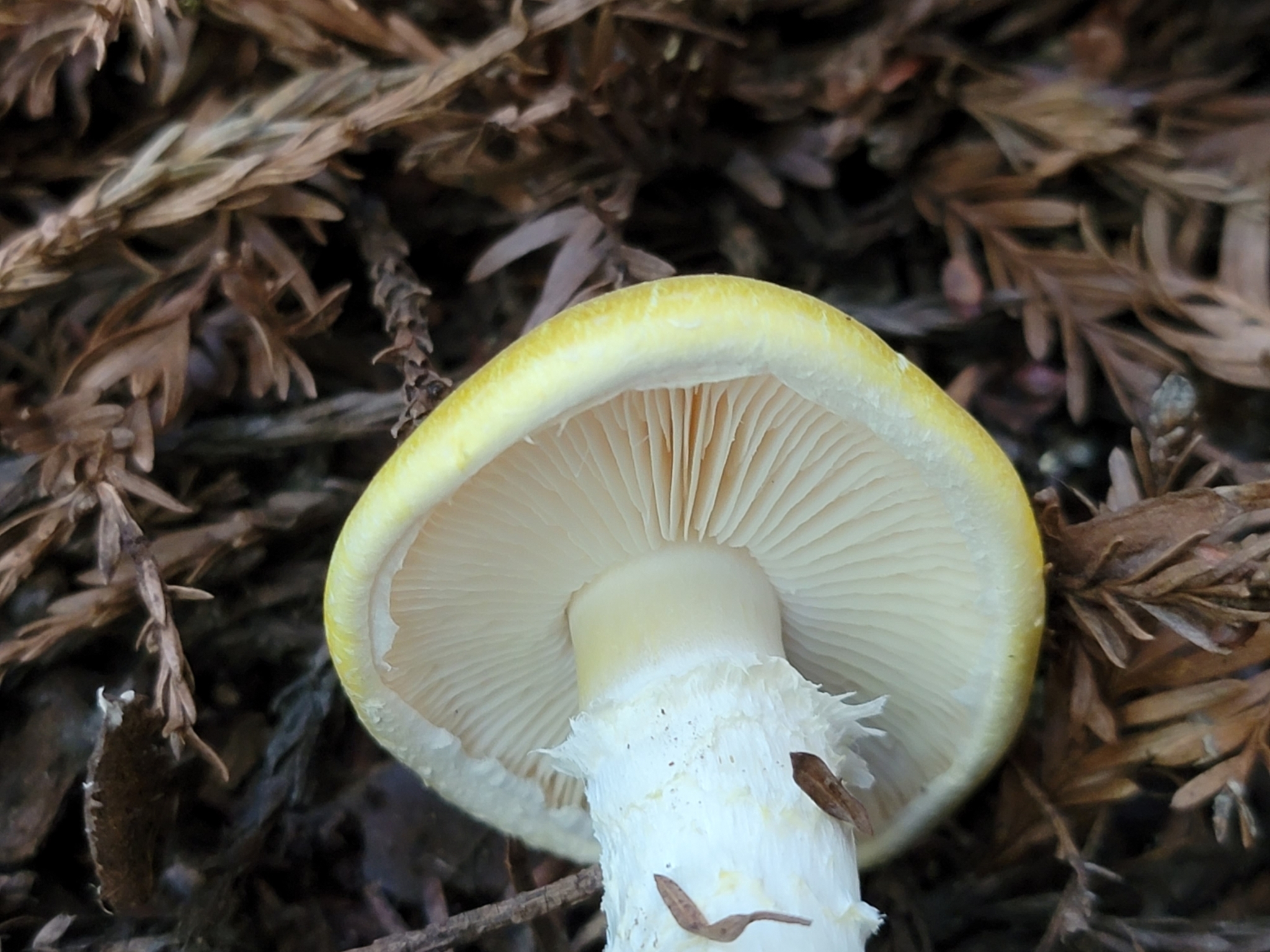 Floccularia albolanaripes (G.F.Atk.) Redhead