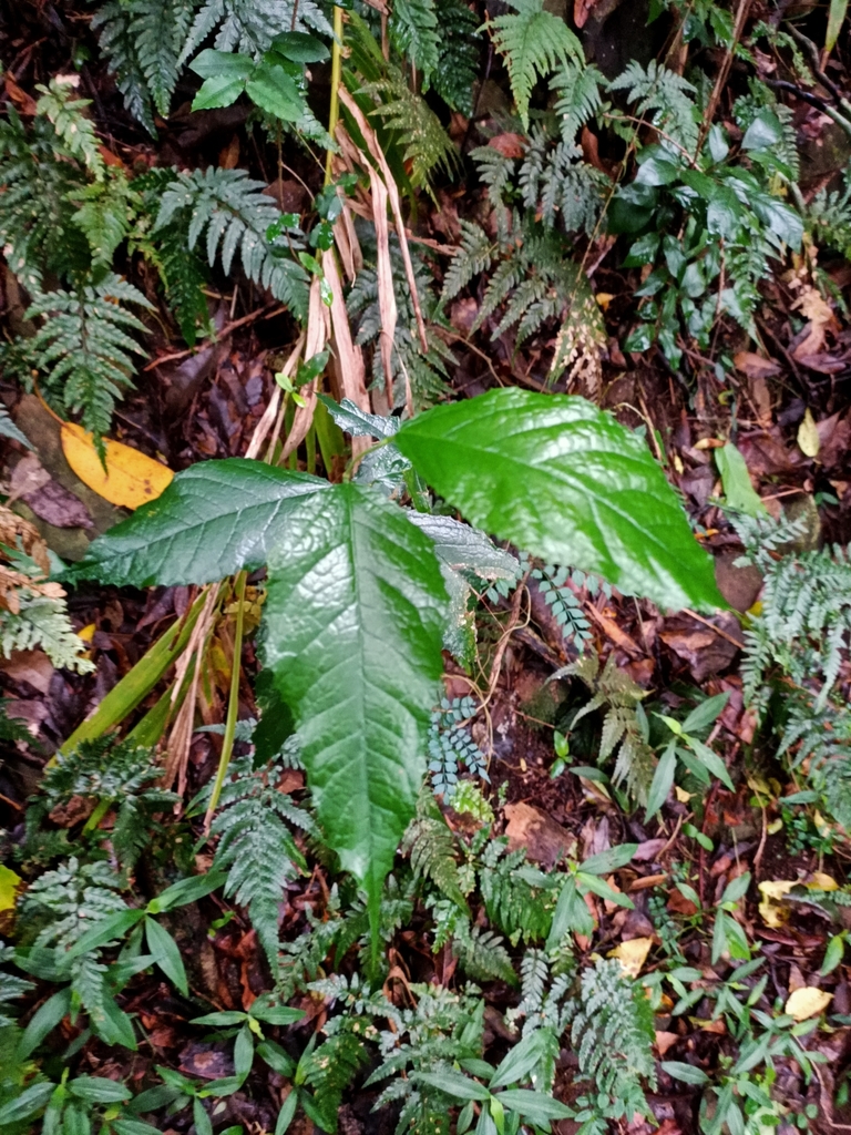 whalebone tree from Dundas QLD 4306, Australia on January 23, 2022 at ...