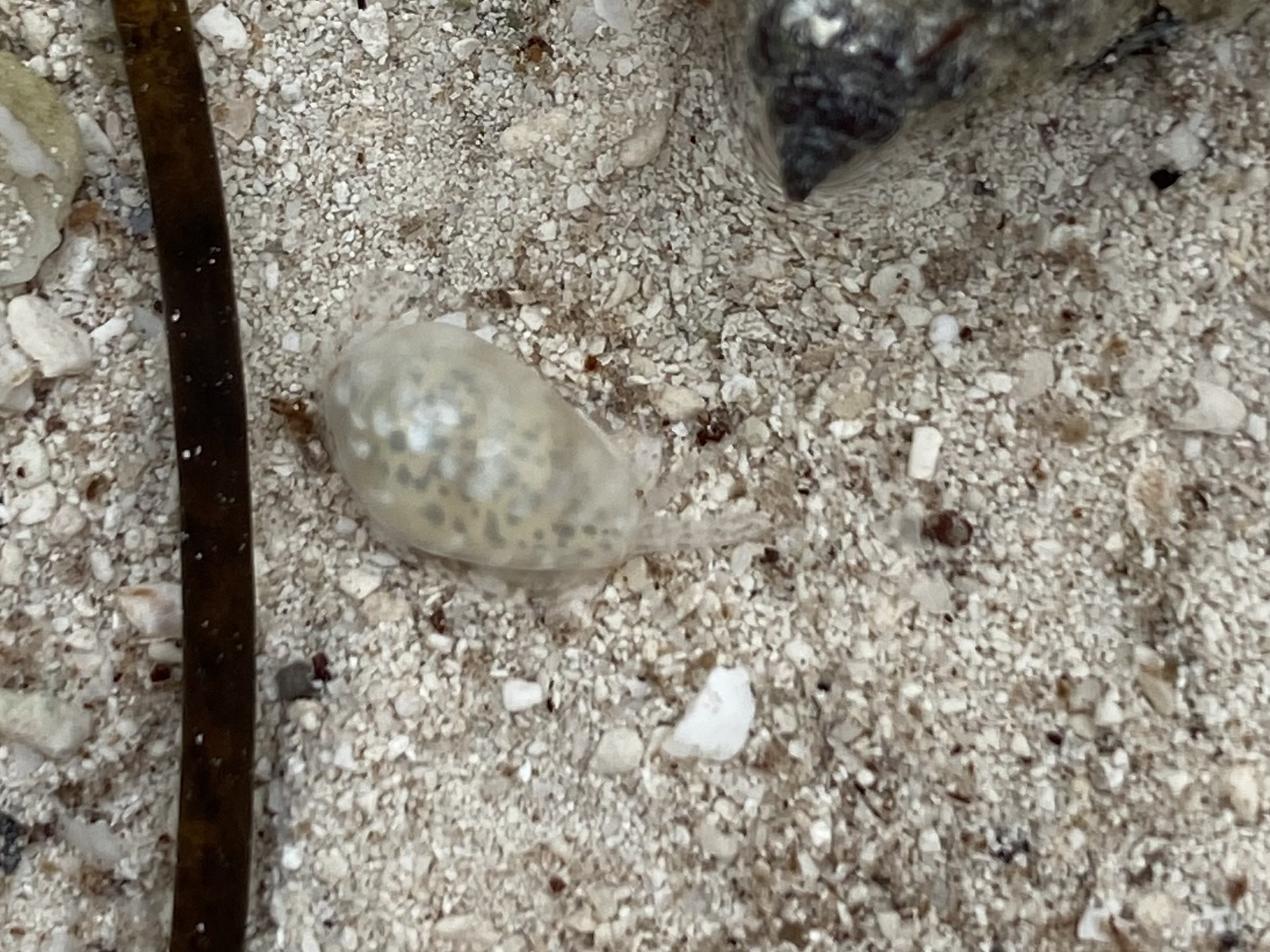 Prunum apicinum (Menke, 1828)