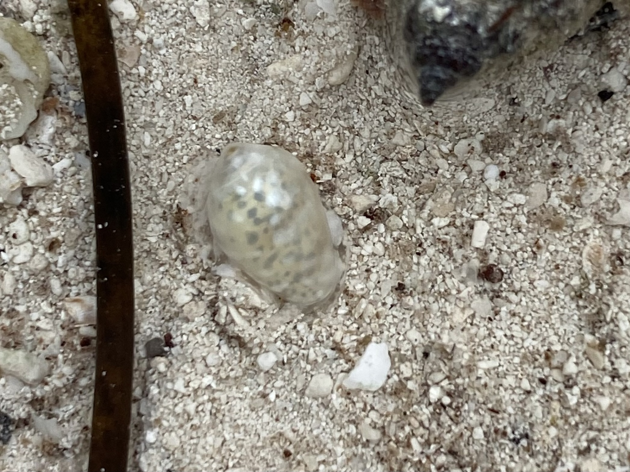 Prunum apicinum (Menke, 1828)