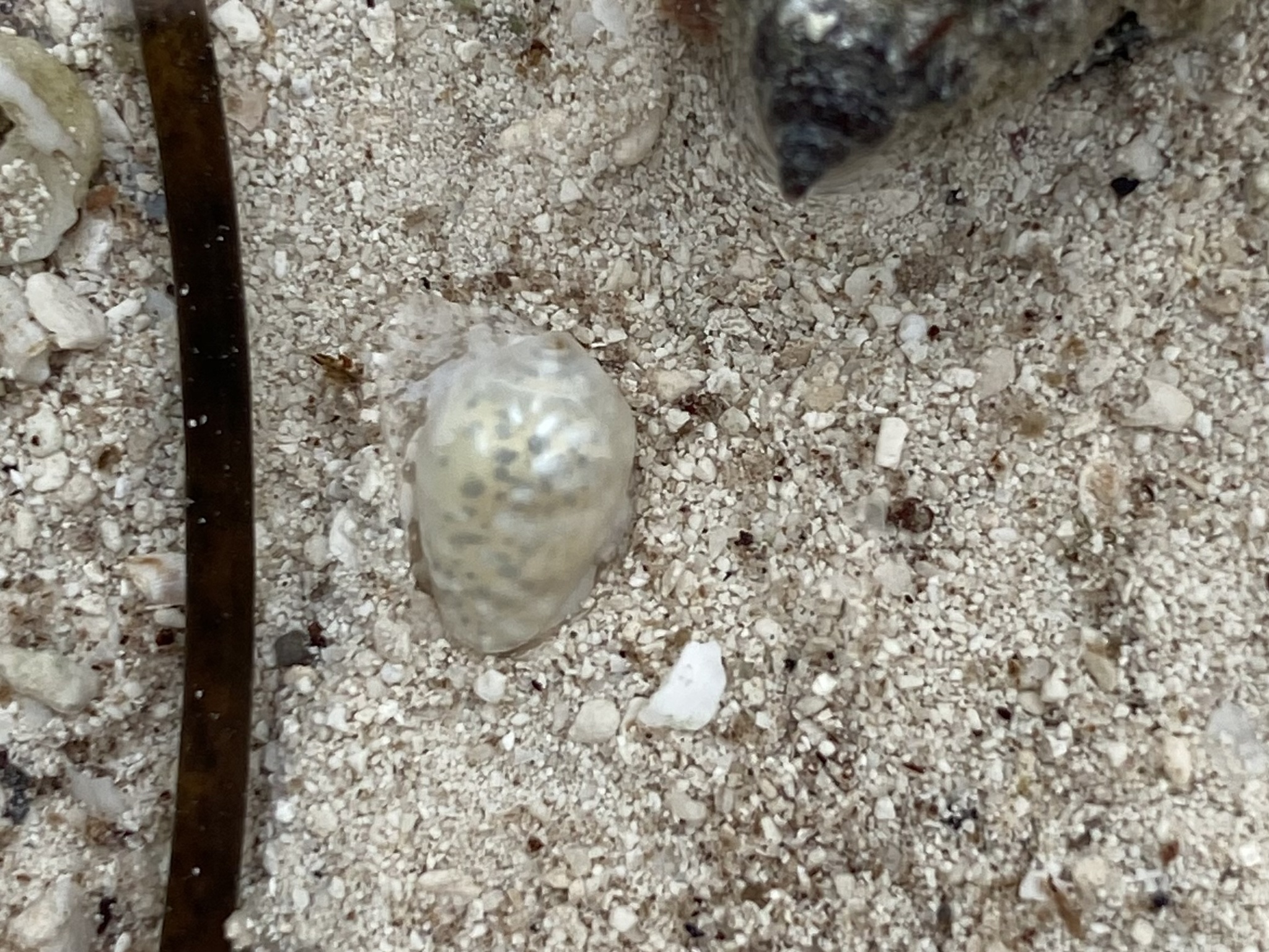 Prunum apicinum (Menke, 1828)