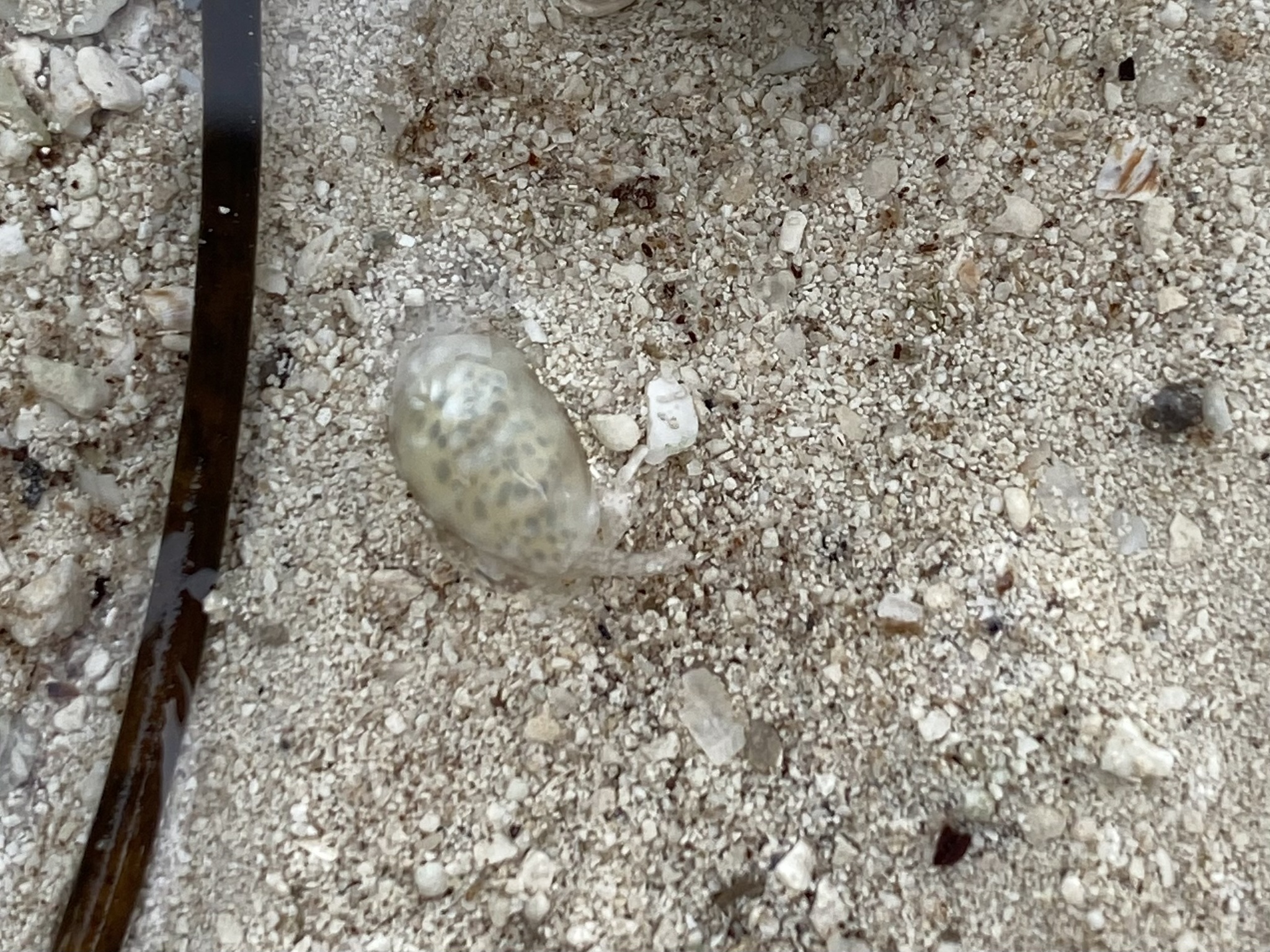 Prunum apicinum (Menke, 1828)