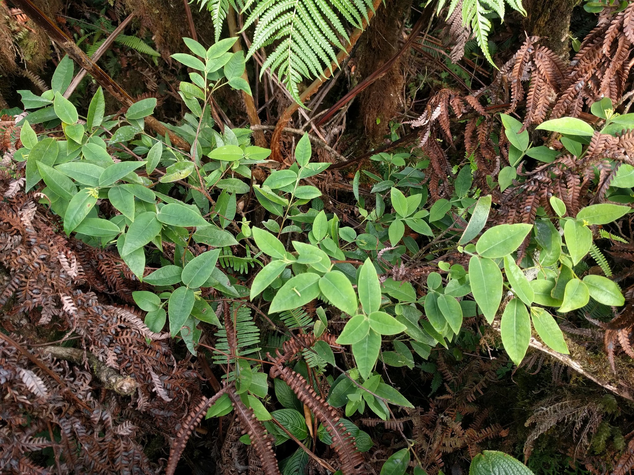 Wikstroemia oahuensis (A.Gray) Rock