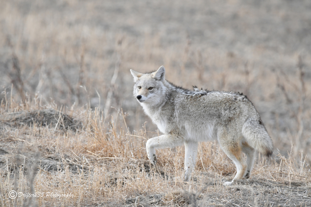 Coyote in December 2017 by drifter235 · iNaturalist