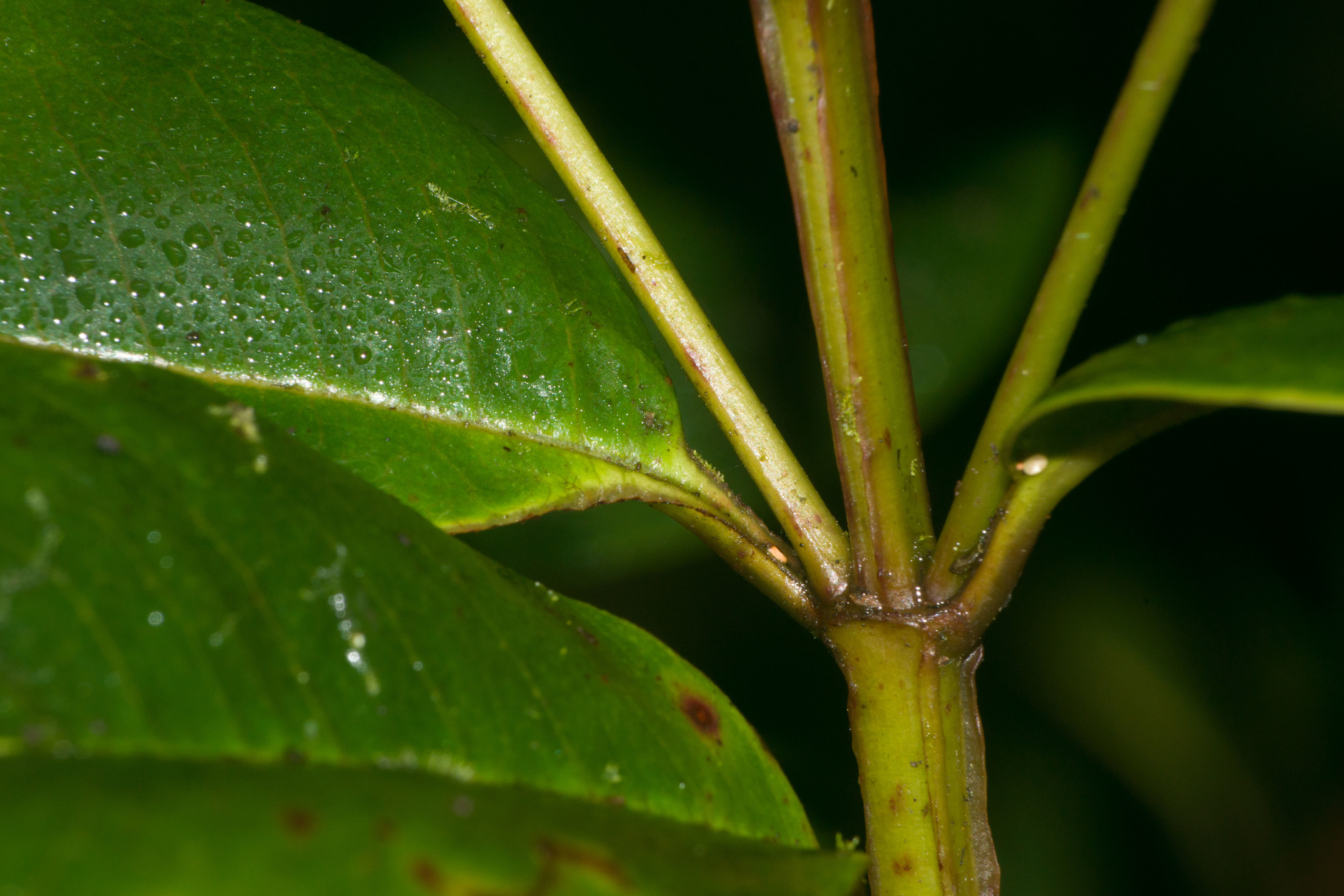 Syzygium sandwicense (A.Gray) Nied.
