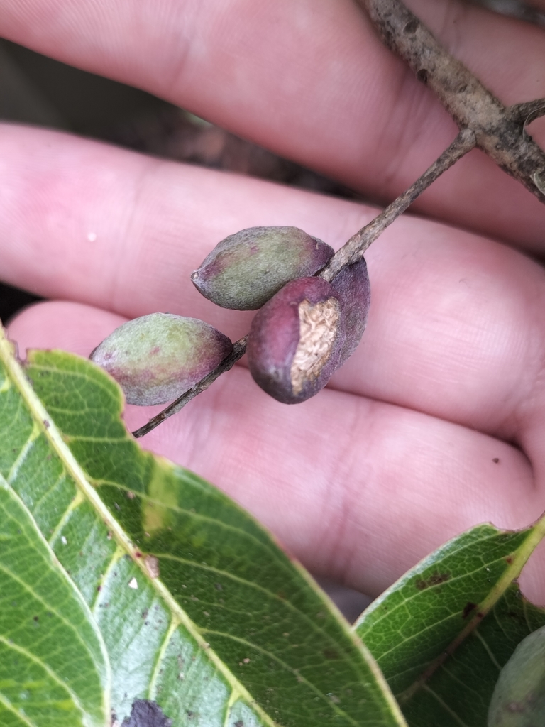 (Terminalia microcarpa) - Botanical Realm