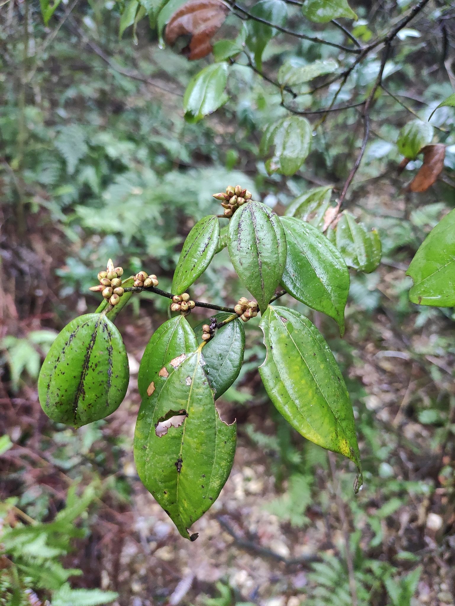 Lindera aggregata (Sims) Kosterm.