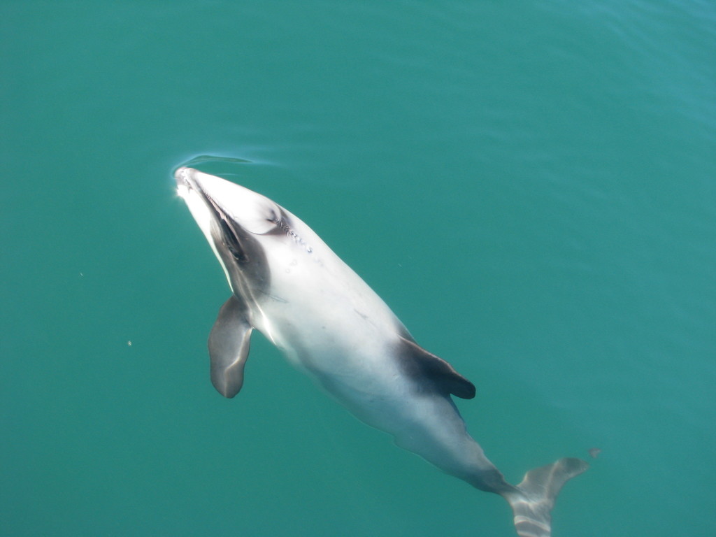 Hector's Dolphin (Cephalorhynchus hectori) - Marine Life Identification