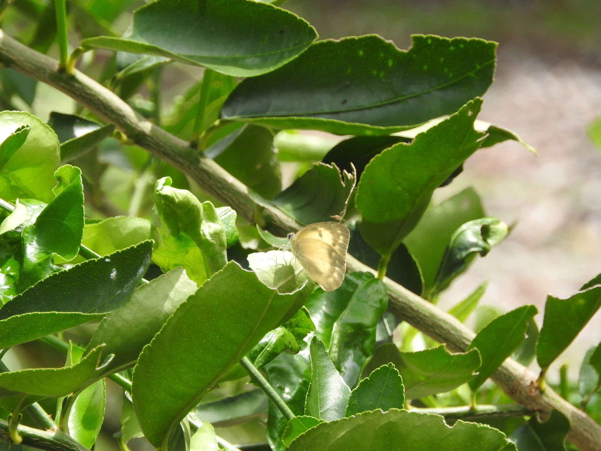 Cepora perimale (Donovan, 1805)