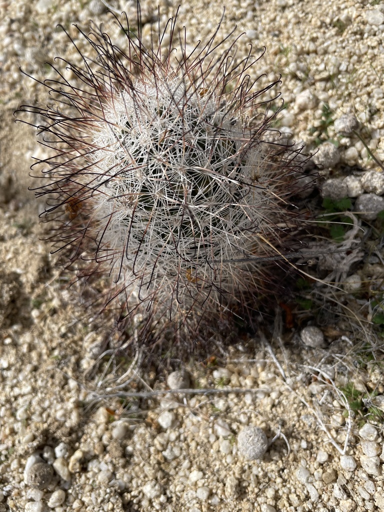 Common Fishhook Cactus in January 2022 by owlgirl3 · iNaturalist