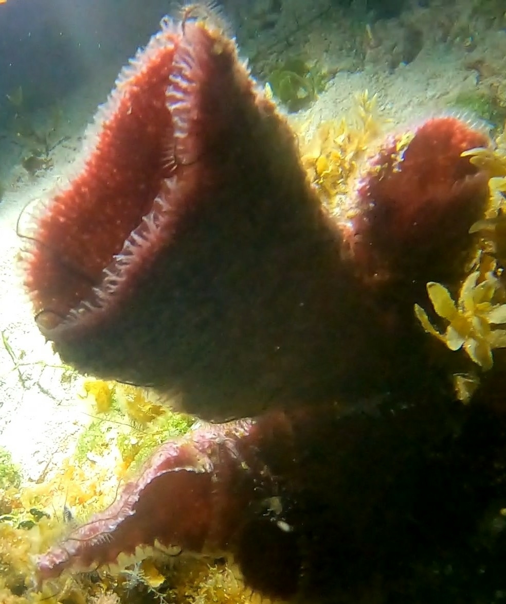 Niphates digitalis (Lamarck, 1814)